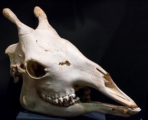 BBC Radio 4 - Natural Histories - Giraffemania: When Europe went spotty ...