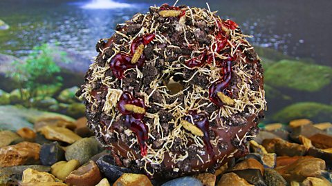 Move over cronuts and rainbow bagels, the insect doughnut is here - BBC ...