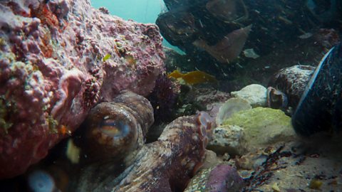 BBC One - Blue Planet II - Getting to know an octopus