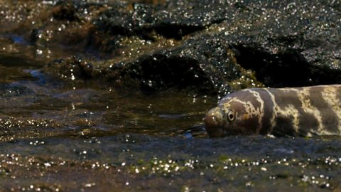 BBC One - Blue Planet II - Filming Sally Lightfoot crabs running the ...