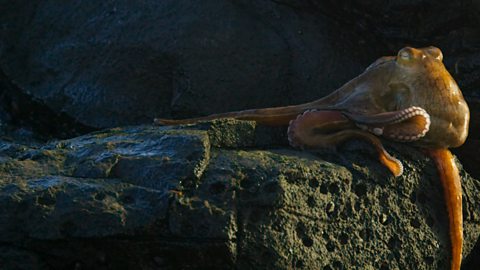 BBC One - Blue Planet II - Filming Sally Lightfoot crabs running the ...
