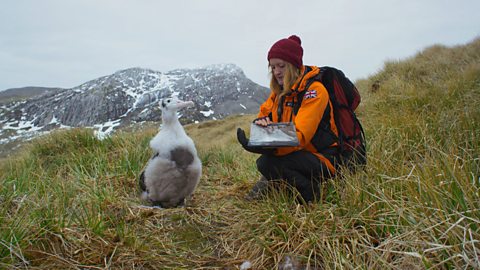 BBC One - Blue Planet II - Filming albatross chicks eating plastic