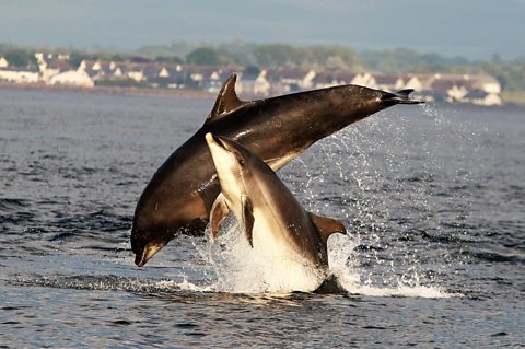 BBC Blogs - Springwatch - Eight delightful dolphin photos that'll ...