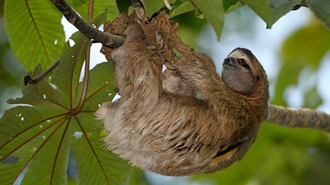 BBC Radio 4 - The Power of..., The Power of Sloth - Why we should all ...