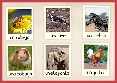 KS2 Spanish - 3: Al zoo (At the zoo) - BBC Teach
