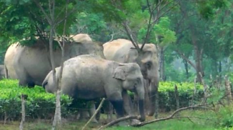 The human-elephant conflict in India's tea state Assam - BBC News