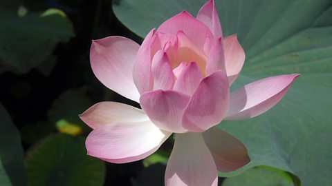 BBC Radio 4 - Radio 4 in Four - Seven of the most sacred plants in the ...