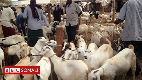 Jigjiga: Dukaan lagu iibiyo deefta xoolaha Soomaalida iyo kheyraadka ...