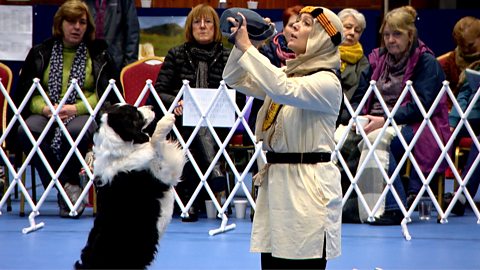 BBC Scotland - BBC Scotland - Best in Showgirls: the vet banned from ...