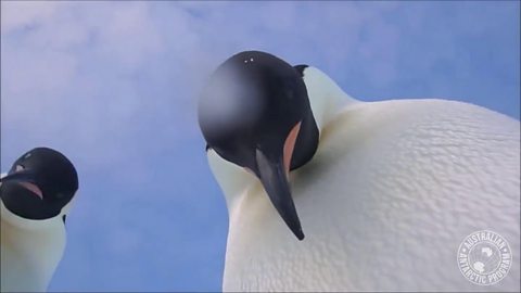 Antarctica: Thousands of emperor penguin chicks wiped out - BBC News