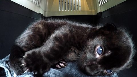 BBC Two - Big Cats about the House - In pictures: Maya's early days