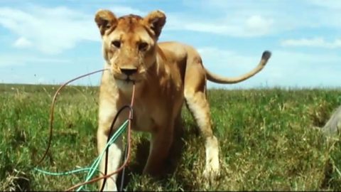 Funny Animals - CBBC - BBC