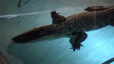 Florida alligator: Police posts show Nokomis pool gator - BBC News