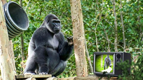 The Zoo - CBBC - BBC