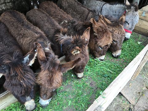 Izrael, kibuci i Srbija: „Ne verujem da bilo gde na svetu može da se ...