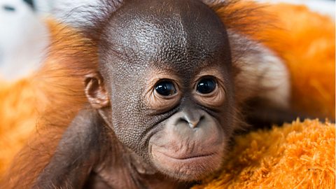 BBC One - Seven Worlds, One Planet - Palm oil: How you can save Asia’s ...