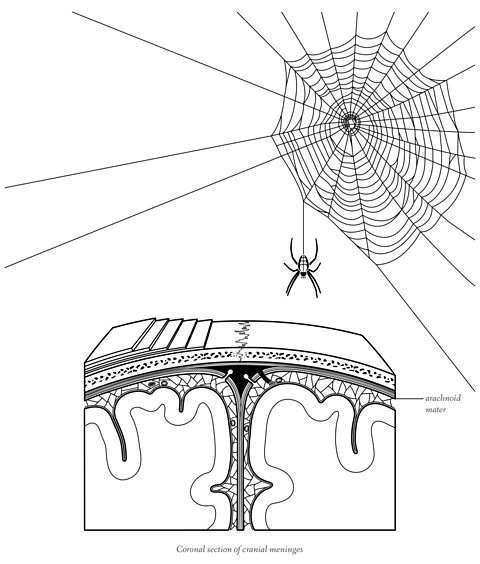 BBC Arts - Hay Festival, 2018 - Snails, swords and spiders: The odd ...