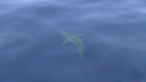 Shark sighted off Majorca, first great white there in 40 years - BBC News