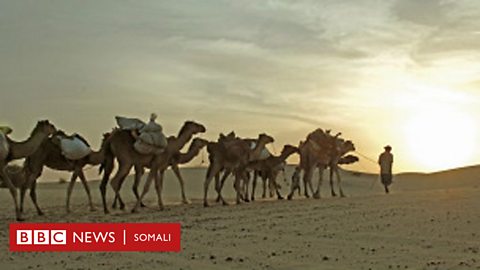 Nooc ka mid ah xoolaha ay Soomaalida dhaqato oo u adkeysta isbedelka ...