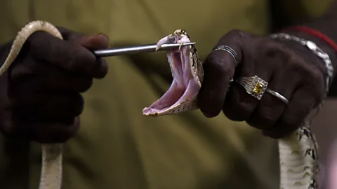 The snake people of southern India