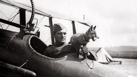 Why were animals useful in World War One? - BBC Bitesize