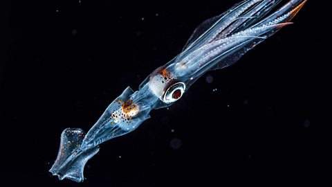 BBC Radio 4 - Curious Cases - Eleven out-of-this-world facts about the ...