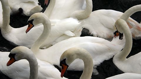 BBC Radio 4 - Natural Histories - Swanning about: Seven facts about Swans