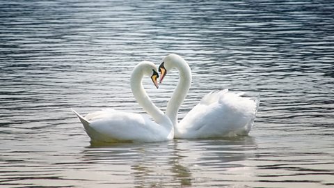 BBC Radio 4 - Natural Histories - Swanning about: Seven facts about Swans