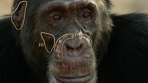 BBC One - Dynasties - Chimp ID guide