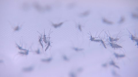 Why a Scottish lab is breeding mosquitoes - BBC News