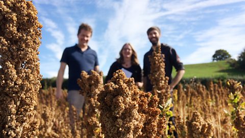 Genetically modified crops - BBC News