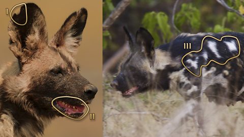 BBC One - Dynasties - Painted wolf ID guide