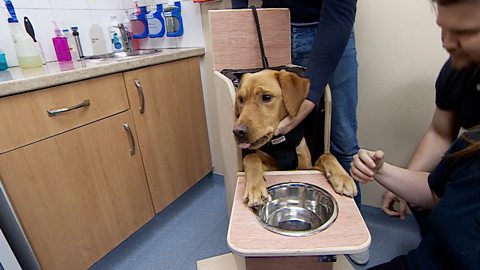 Poorly Labrador Buck gains weight thanks to high-chair feeds - BBC News