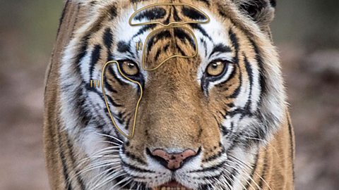 BBC One - Dynasties - Tiger ID guide