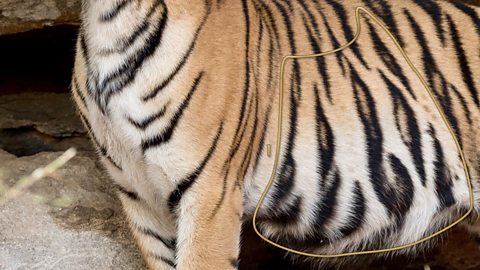 BBC One - Dynasties - Tiger ID guide