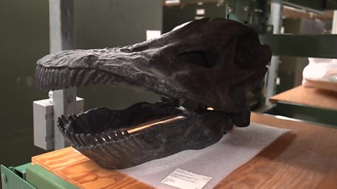 'Digital museum' brings millions of fossils out of the dark - BBC News