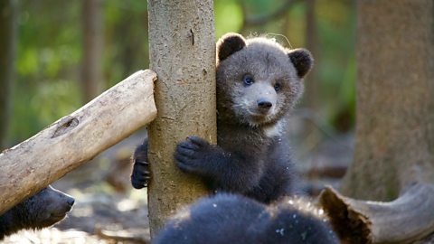 BBC Scotland - BBC Scotland - 10 photographs of rescued orphan bear ...