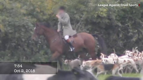 'Pitiful' £350 fines for fox hunters caught in video footage - BBC News