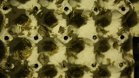 The business of eating bugs