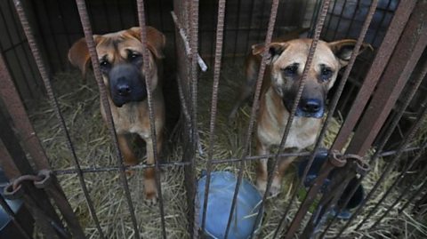 Animal cruelty - BBC News