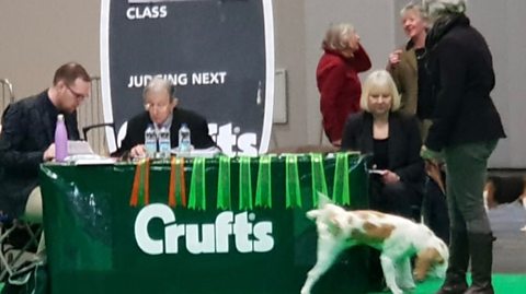 Crufts - BBC News