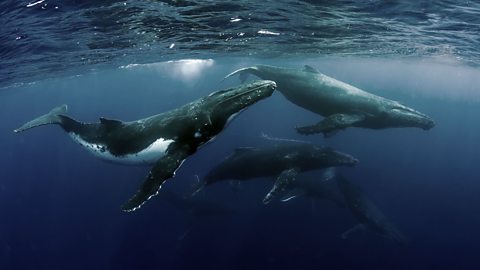 BBC One - Blue Planet Live - Meet the stars