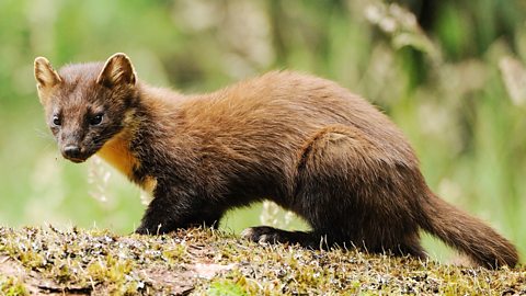 BBC Scotland - BBC Scotland - Why these undervalued mini beasts deserve ...