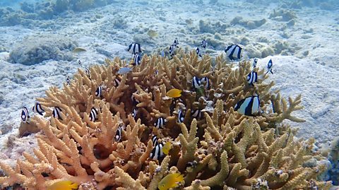 BBC One - Blue Planet Live