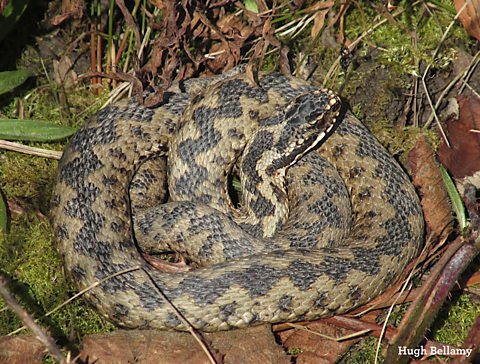 BBC Two - Springwatch - Gardenwatch - Now closed to submissions