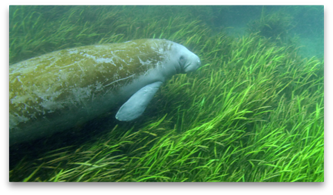 Manatees Eating Grass 3+ Hundred Manatee Eating Royalty Free Images,