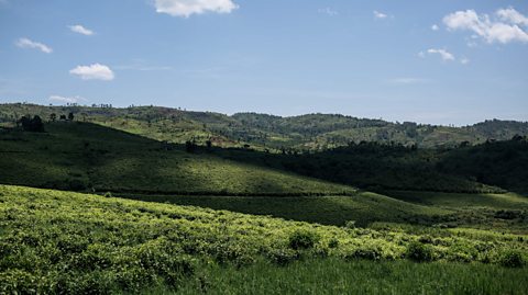 Igisirikare ca Kongo, FARDC, kiregwa "kwiba inka" Masisi - BBC News Gahuza