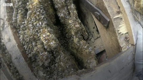 Massive beehive removed from Oxfordshire church roof - BBC News