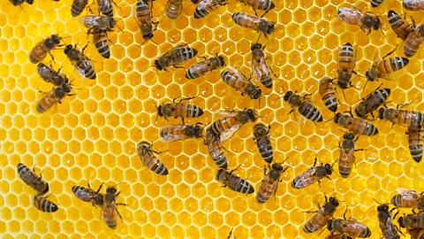 Six myths (and truths) about hay fever