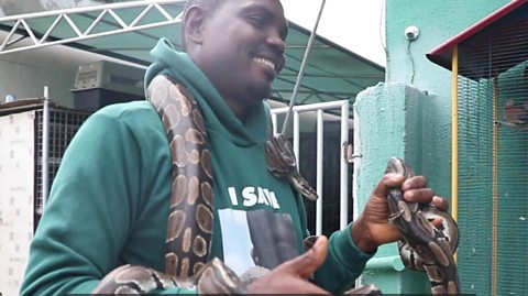 Python: Goment rescue Snake as pipo enta forest to worship am - BBC ...